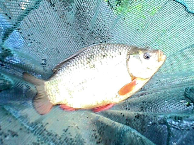 Ladygrove Lakes